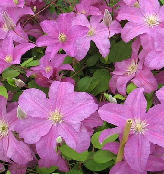 Clematis 'Danuta' - plamienok | SlovenskeTrvalky.sk