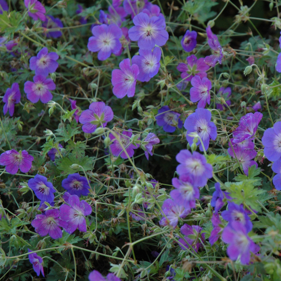 Geranium 'Rozanne' - pakost | SlovenskeTrvalky.sk