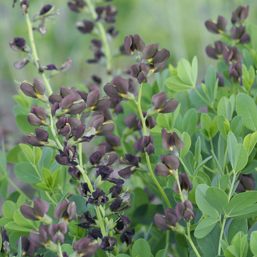 Baptisia 'Dutch Chocolate' | slovensketrvalky.sk | SlovenskeTrvalky.sk
