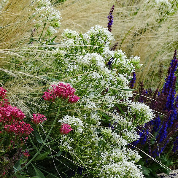 Centranthus ruber 'Albus' | slovensketrvalky.sk | SlovenskeTrvalky.sk