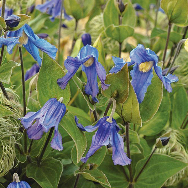 Clematis 'Blue Ribbons' - plamienok | SlovenskeTrvalky.sk