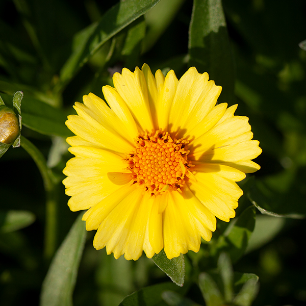 Coreopsis 'Limoncello Lemmon Yellow' | slovensketrvalky.sk ...