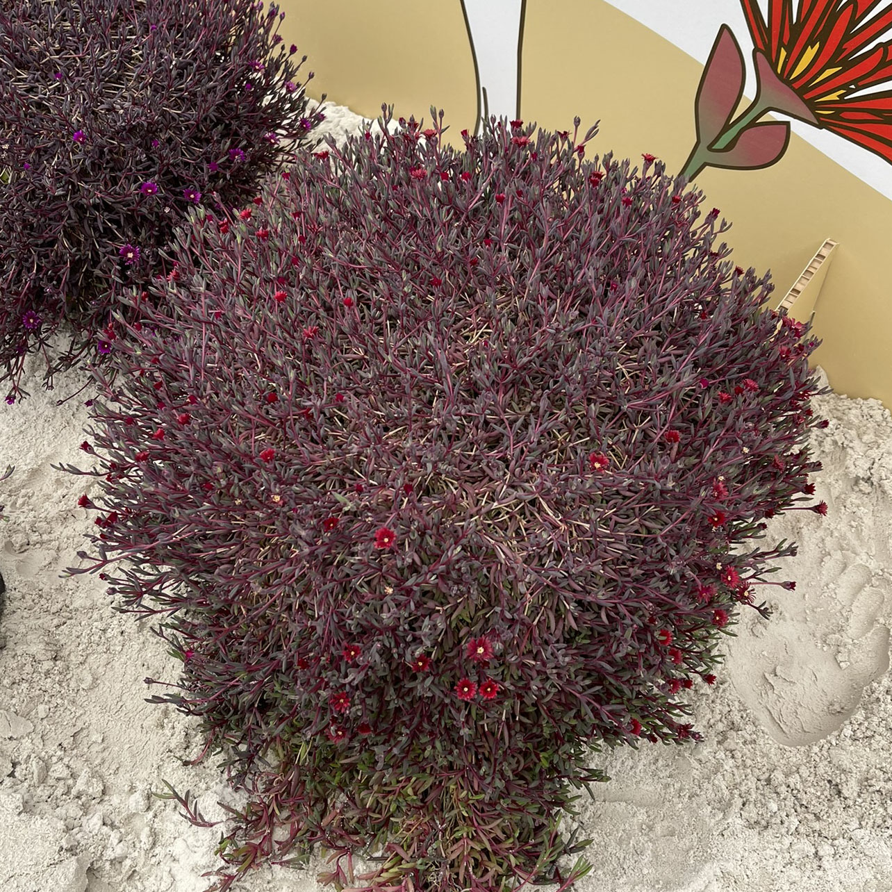 Delosperma 'Desert Dancers Red' – červená poludňovka pre slnečné miesta ...