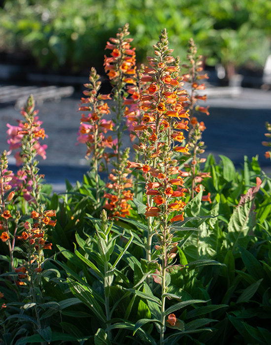 Digiplexis 'Firecracker' | SlovenskeTrvalky.sk