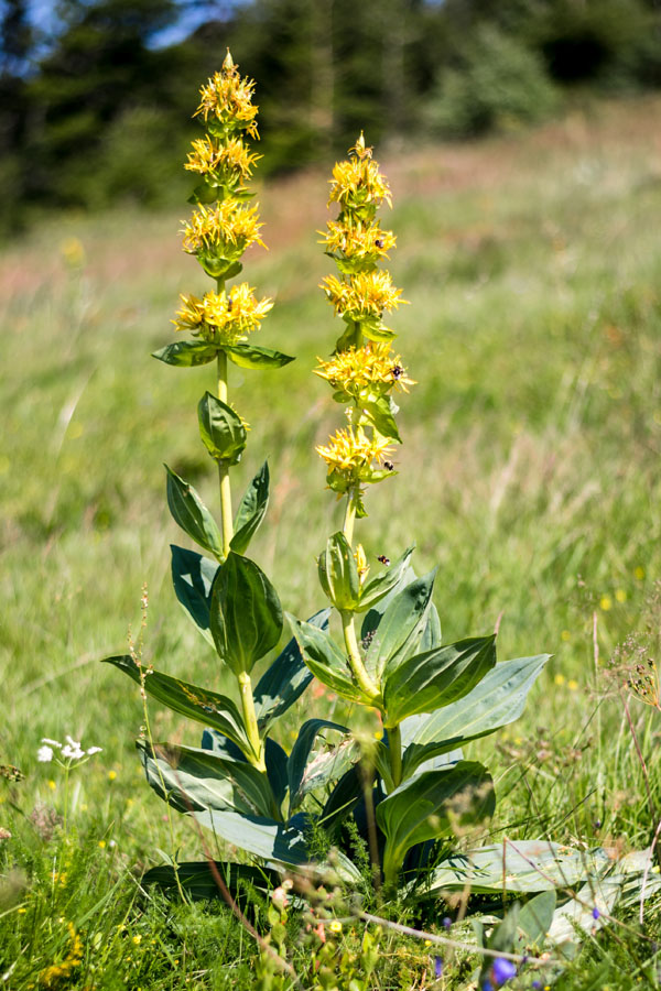 Gentiana lutea | SlovenskeTrvalky.sk