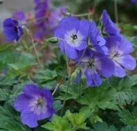 Geranium 'Rozanne' - pakost | SlovenskeTrvalky.sk
