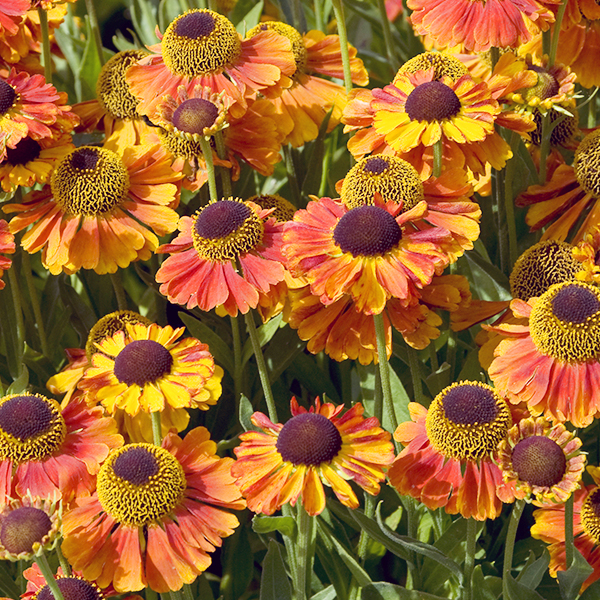 Helenium 'Fuego' | SlovenskeTrvalky.sk