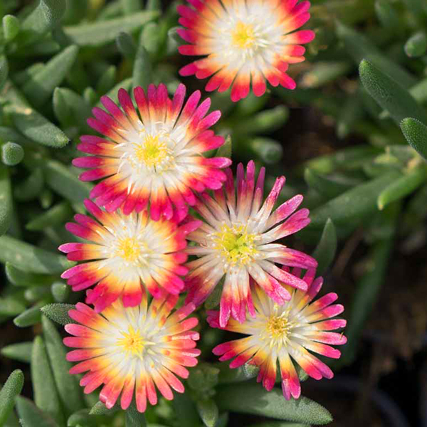 Delosperma 'Jewel of Desert Ruby' | slovensketrvalky.sk ...