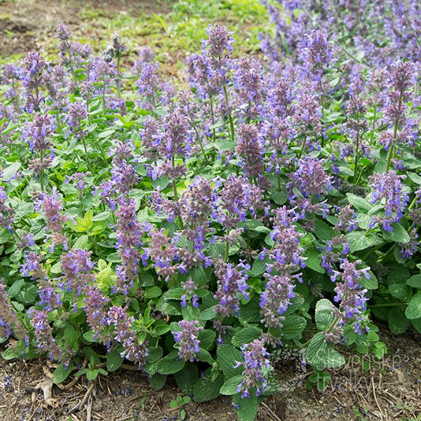 Nepeta 'Walker's Low' SLOVENSKÉTRVALKY.SK | produkcia záhradných ...