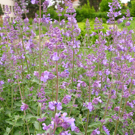 Nepeta 'Walker's Low' - kocúrnik | SlovenskeTrvalky.sk