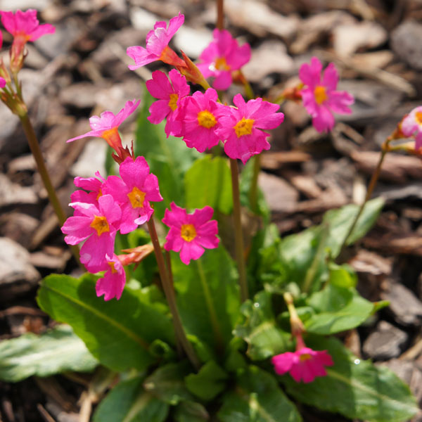 Primula 'Grandiflora' | slovensketrvalky.sk | SlovenskeTrvalky.sk