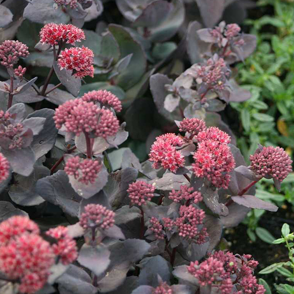 Sedum 'José Aubergine' | SlovenskeTrvalky.sk