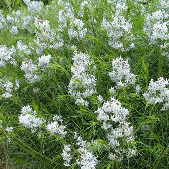 Amsonia hubrichtii | SlovenskeTrvalky.sk