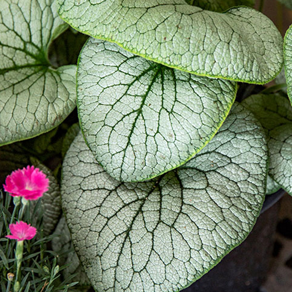 Brunnera 'Sterling Silver' | slovensketrvalky.sk | SlovenskeTrvalky.sk