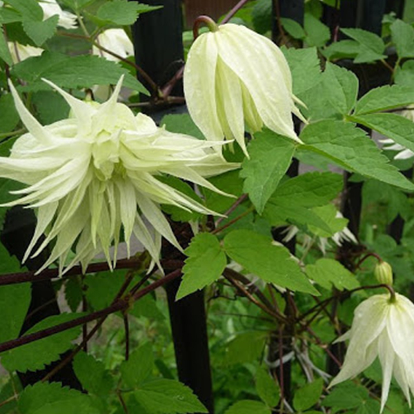 Clematis 'Lemon Dream' | SlovenskeTrvalky.sk