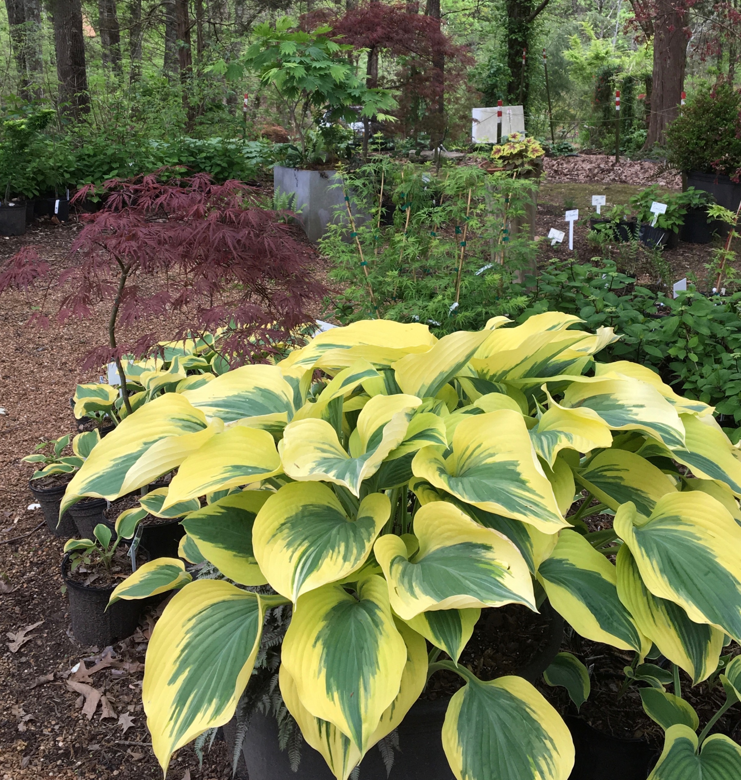 Hosta 'Liberty' | SLOVENSKETRVALKY.SK | SlovenskeTrvalky.sk