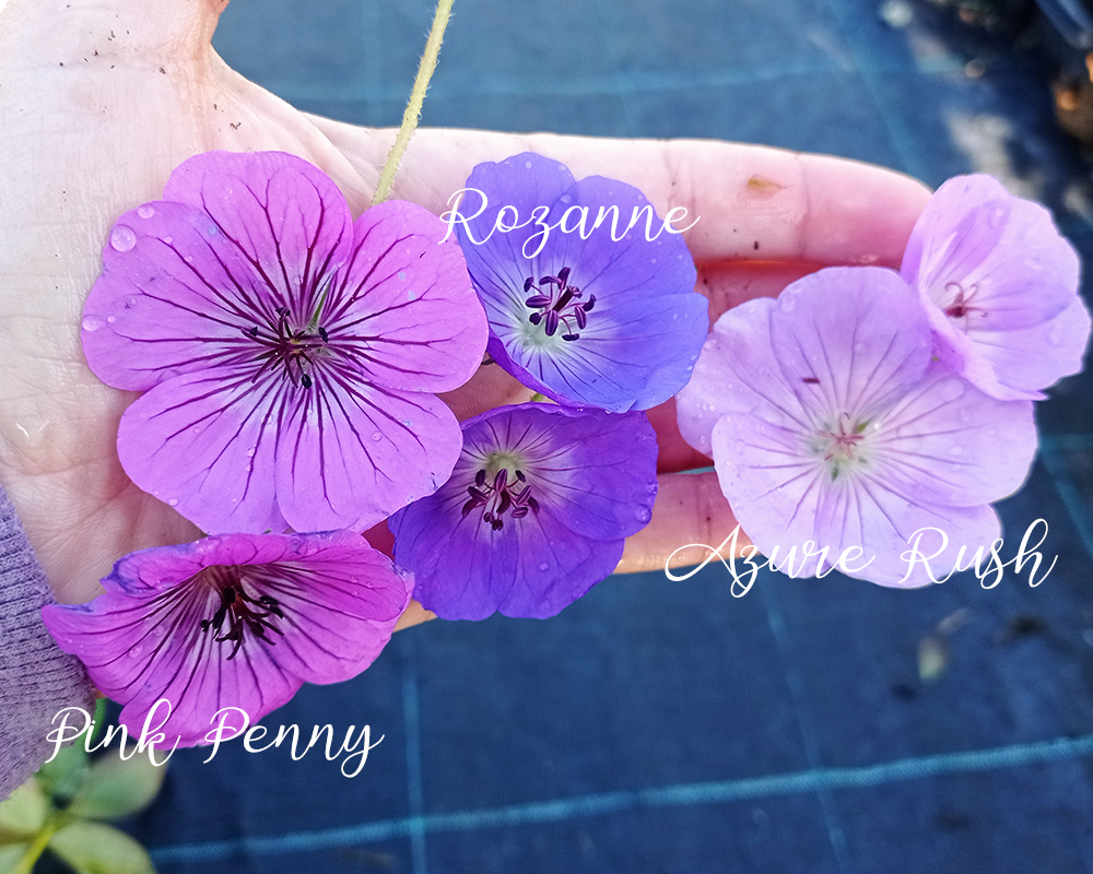 Geranium 'Rozanne' | SlovenskeTrvalky.sk