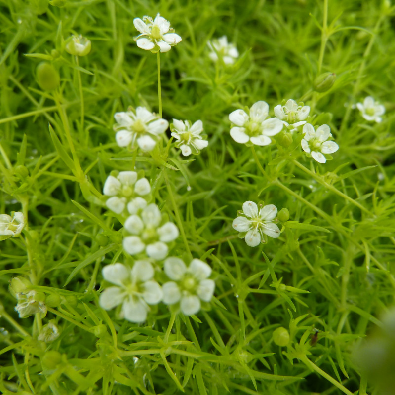 Sagina 'Lime Moss' | slovensketrvalky.sk | SlovenskeTrvalky.sk