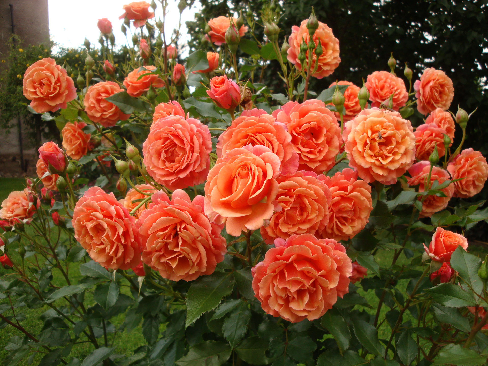 Ruža 'Lambada' | SlovenskeTrvalky.sk