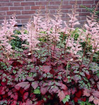 Astilbe 'Big Band' | SlovenskeTrvalky.sk