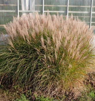 Miscanthus 'Ruby Cute' | SlovenskeTrvalky.sk