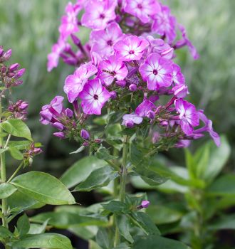 Phlox 'Flame Red' | SlovenskeTrvalky.sk