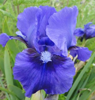 Iris g. 'Howard Weed' | slovensketrvalky.sk | SlovenskeTrvalky.sk