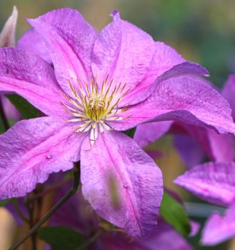 Clematis 'Blue Ribbons' - plamienok | SlovenskeTrvalky.sk