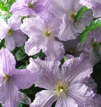 Clematis 'Little Mermaid' | SlovenskeTrvalky.sk