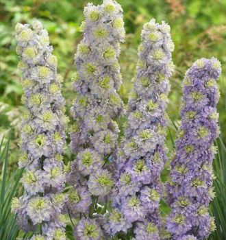 Delphinium 'Highlander Bolero' | SlovenskeTrvalky.sk