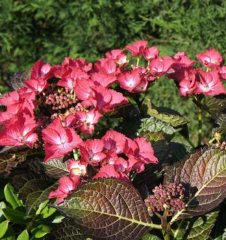 Hydrangea m. 'Angel Wings Blue' | SlovenskeTrvalky.sk
