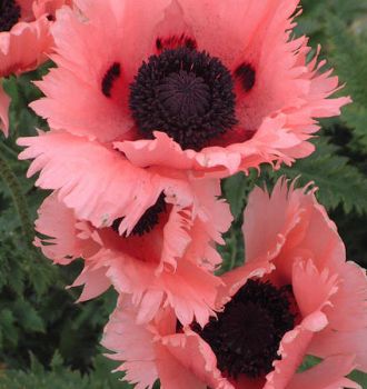 Papaver 'White Ruffles' | SlovenskeTrvalky.sk