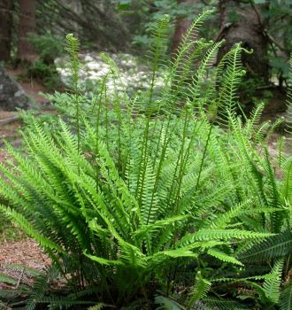 Paprade (papradie) | SlovenskeTrvalky.sk