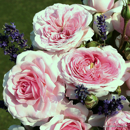 Ruža 'Alexandra-Princesse' | SlovenskeTrvalky.sk