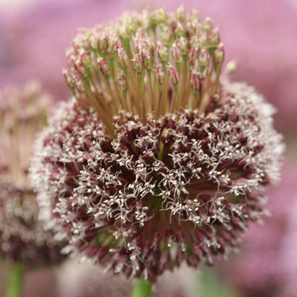 Allium 'Forelock' | SlovenskeTrvalky.sk