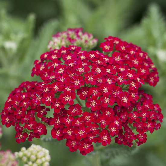 Achillea 'Red Velvet' | SlovenskeTrvalky.sk