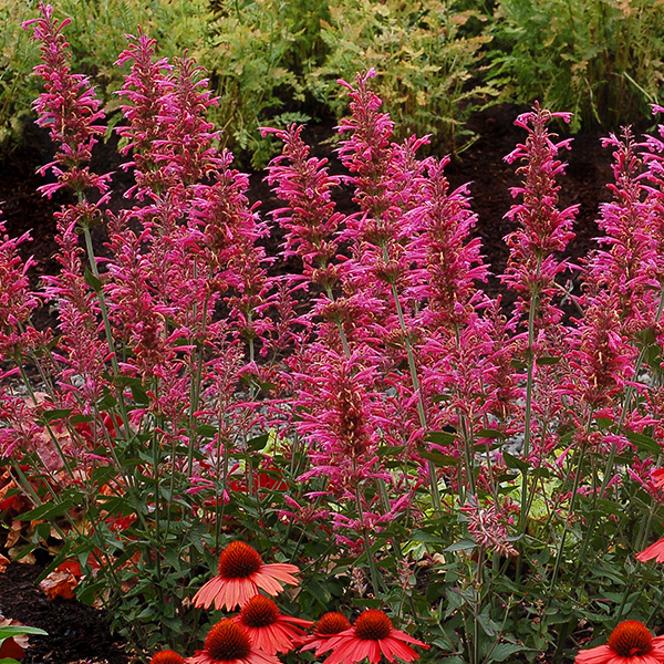 Agastache 'Morello' | SlovenskeTrvalky.sk
