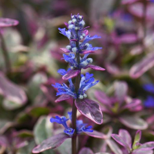 Ajuga 'Princess Nadia' | slovensketrvalky.sk | SlovenskeTrvalky.sk