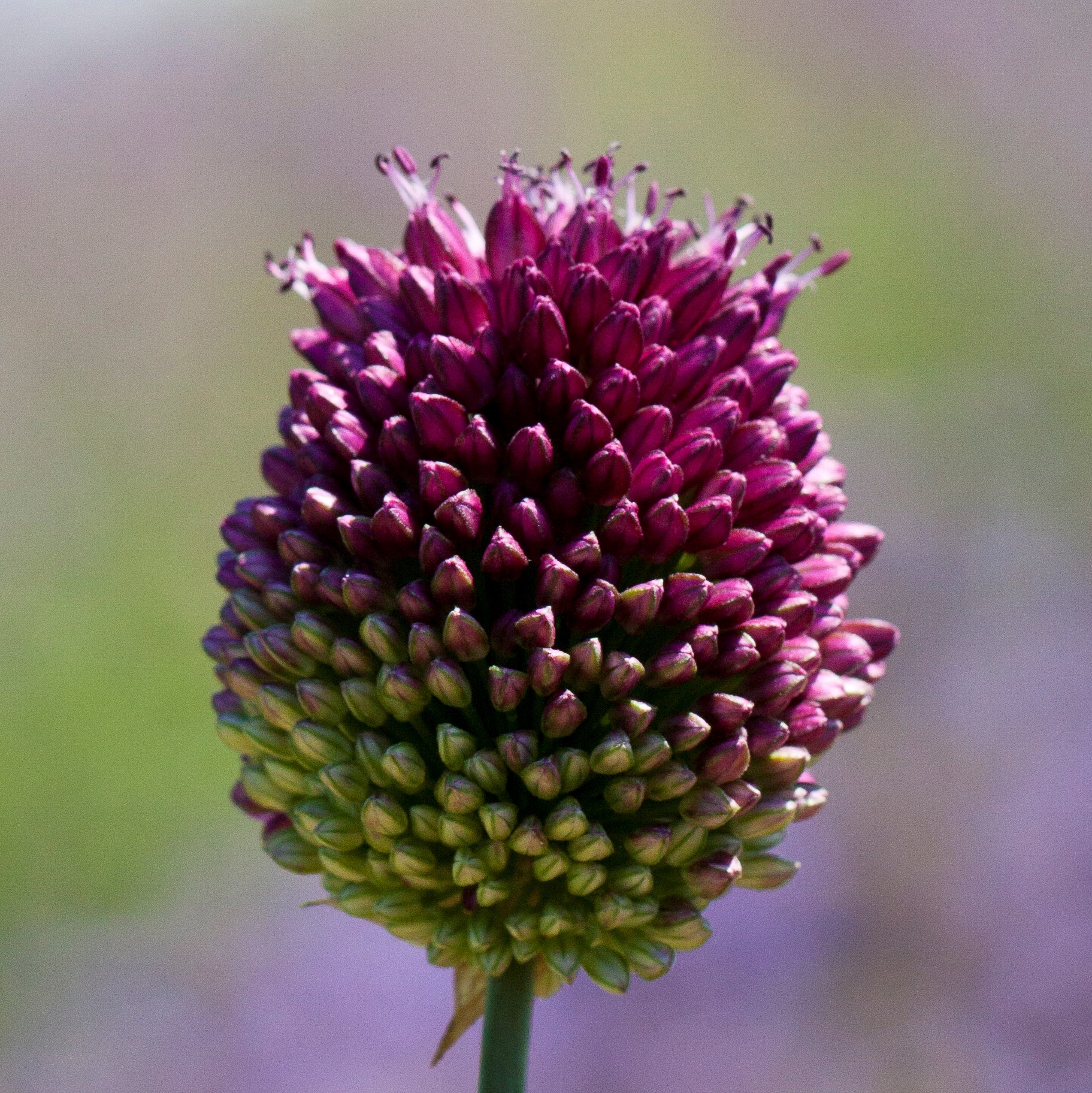 Allium sphaerocephalon | SlovenskeTrvalky.sk