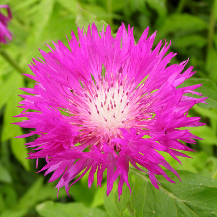 Centaurea dealbata | SlovenskeTrvalky.sk