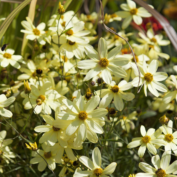 Coreopsis 'Moonbeam' | SlovenskeTrvalky.sk