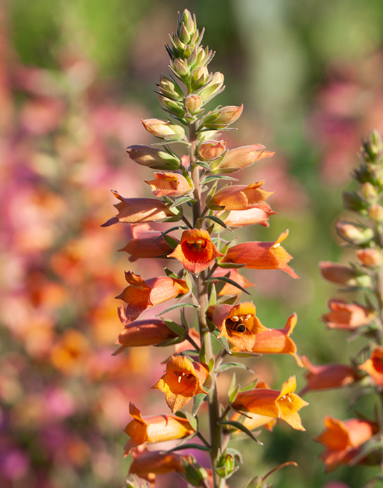 Digiplexis 'Firecracker' | SlovenskeTrvalky.sk