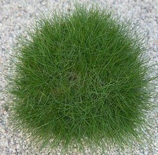 Festuca gautieri | SlovenskeTrvalky.sk