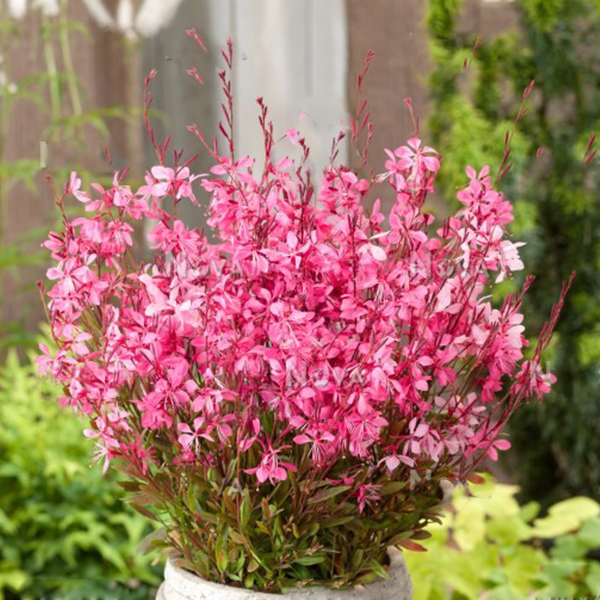 Gaura l. 'Tuttifrutti' | SlovenskeTrvalky.sk