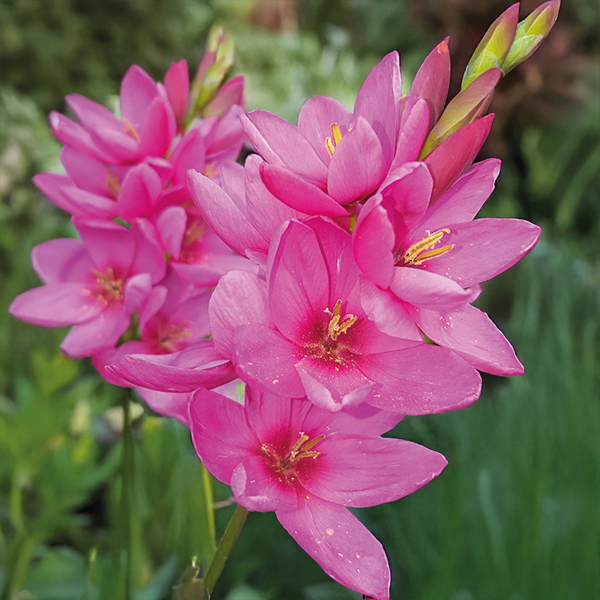 Ixia 'Mabel' – hviezdicové magenta kvety cez leto | Slovenské cibuľoviny | SlovenskeTrvalky.sk