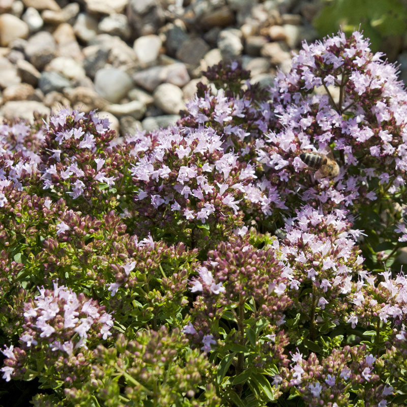 Origanum 'Compactum' | SlovenskeTrvalky.sk