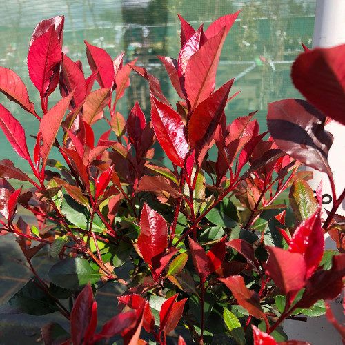 Photinia Little Red Robin - červienka, nízky stálozelený ker s ...