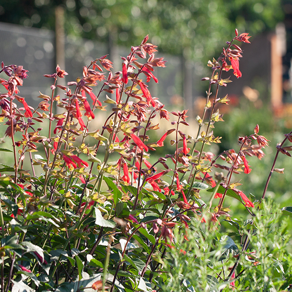 Salvia 'Ember's Wish' | slovensketrvalky.sk | SlovenskeTrvalky.sk