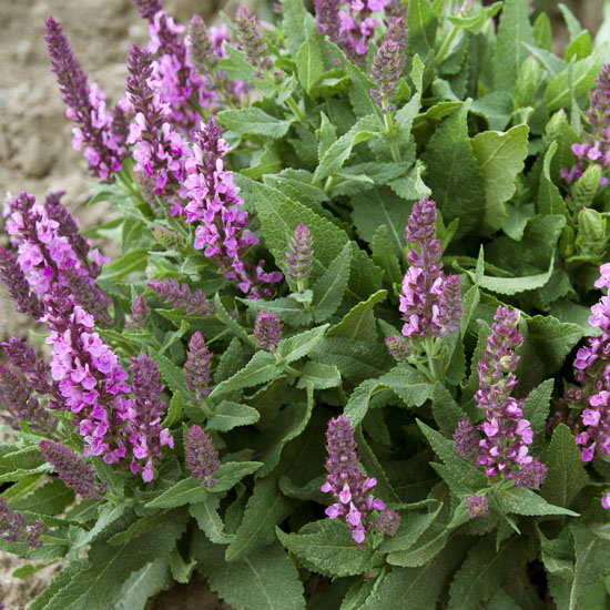 Salvia 'New Dimension Rose' | SlovenskeTrvalky.sk