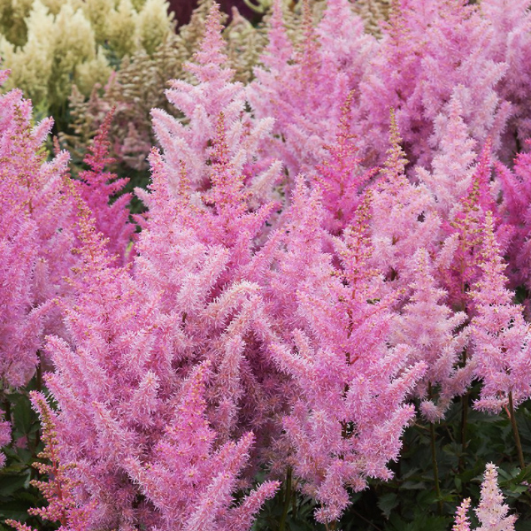 Astilbe Ice Cream | SlovenskeTrvalky.sk